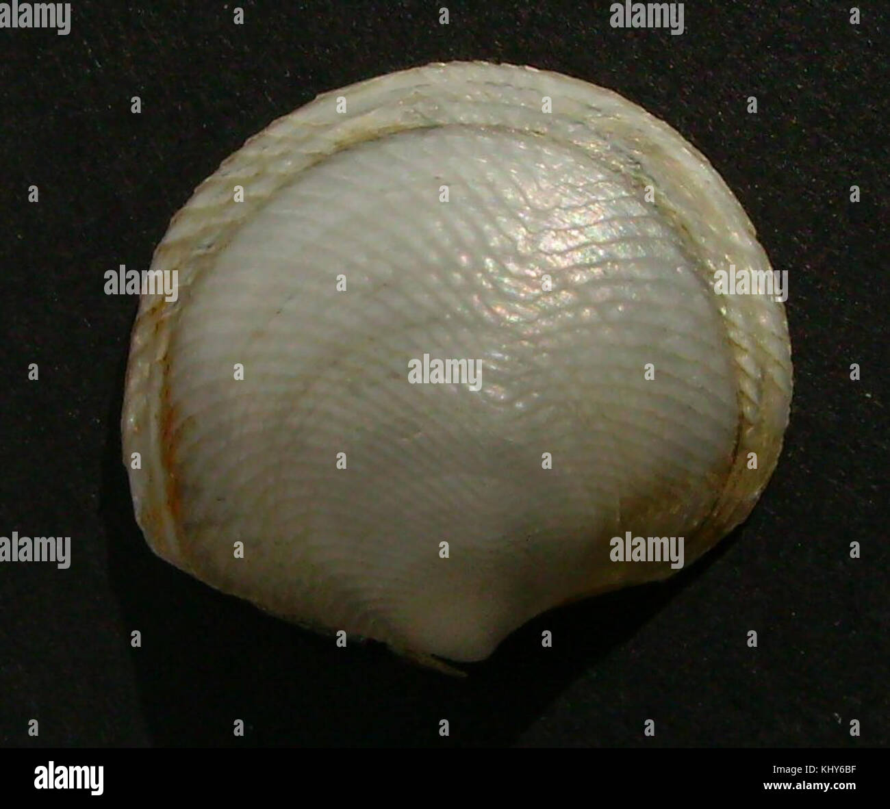 Huttoniana hi-res stock photography and images - Alamy