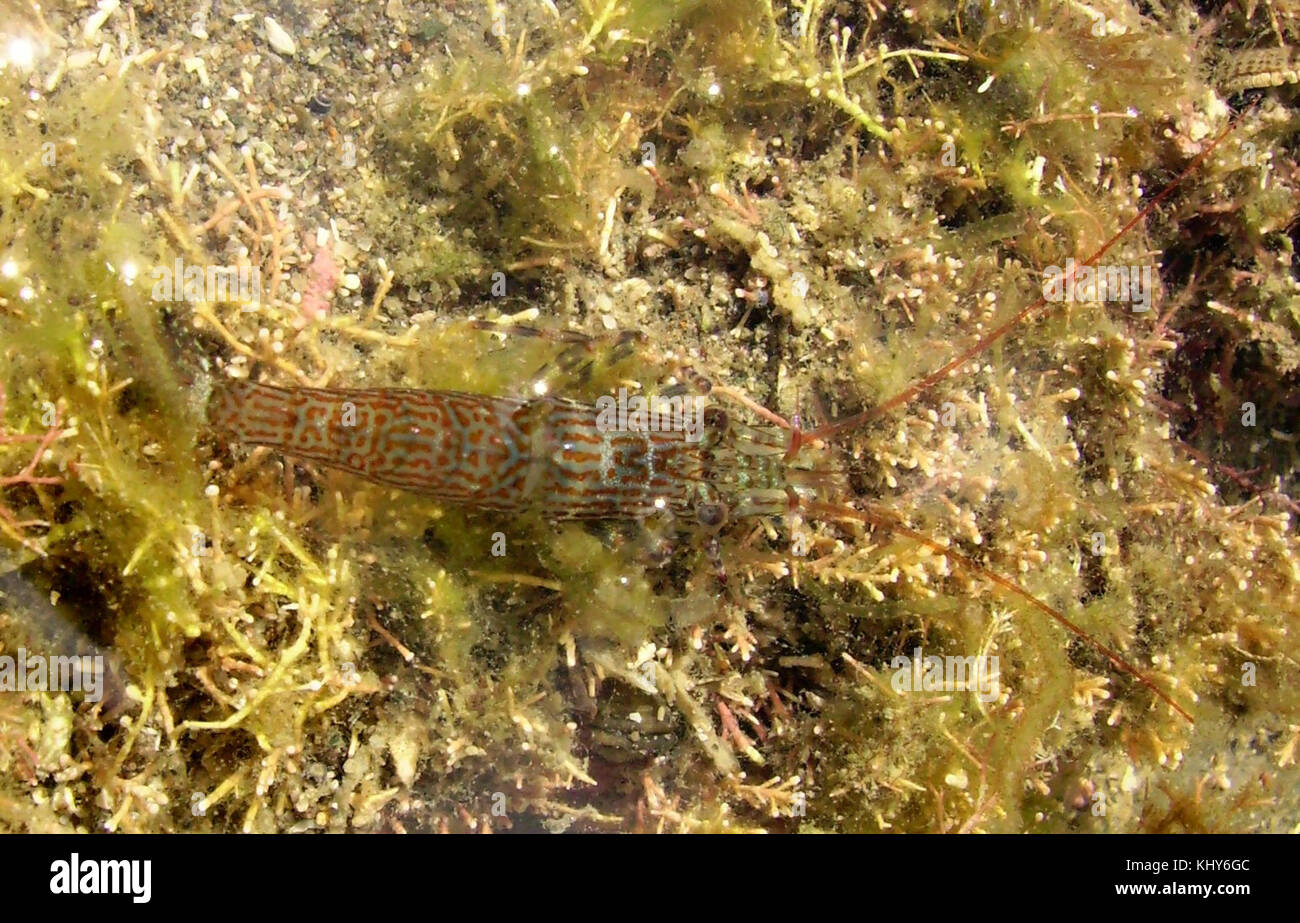 At alope hi-res stock photography and images - Alamy