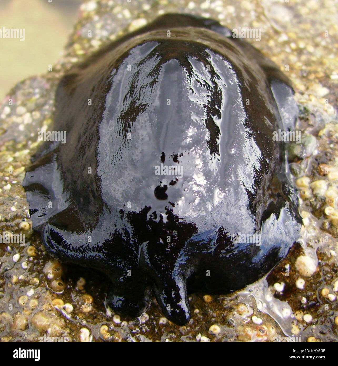 Animal with ecological role hi-res stock photography and images - Alamy