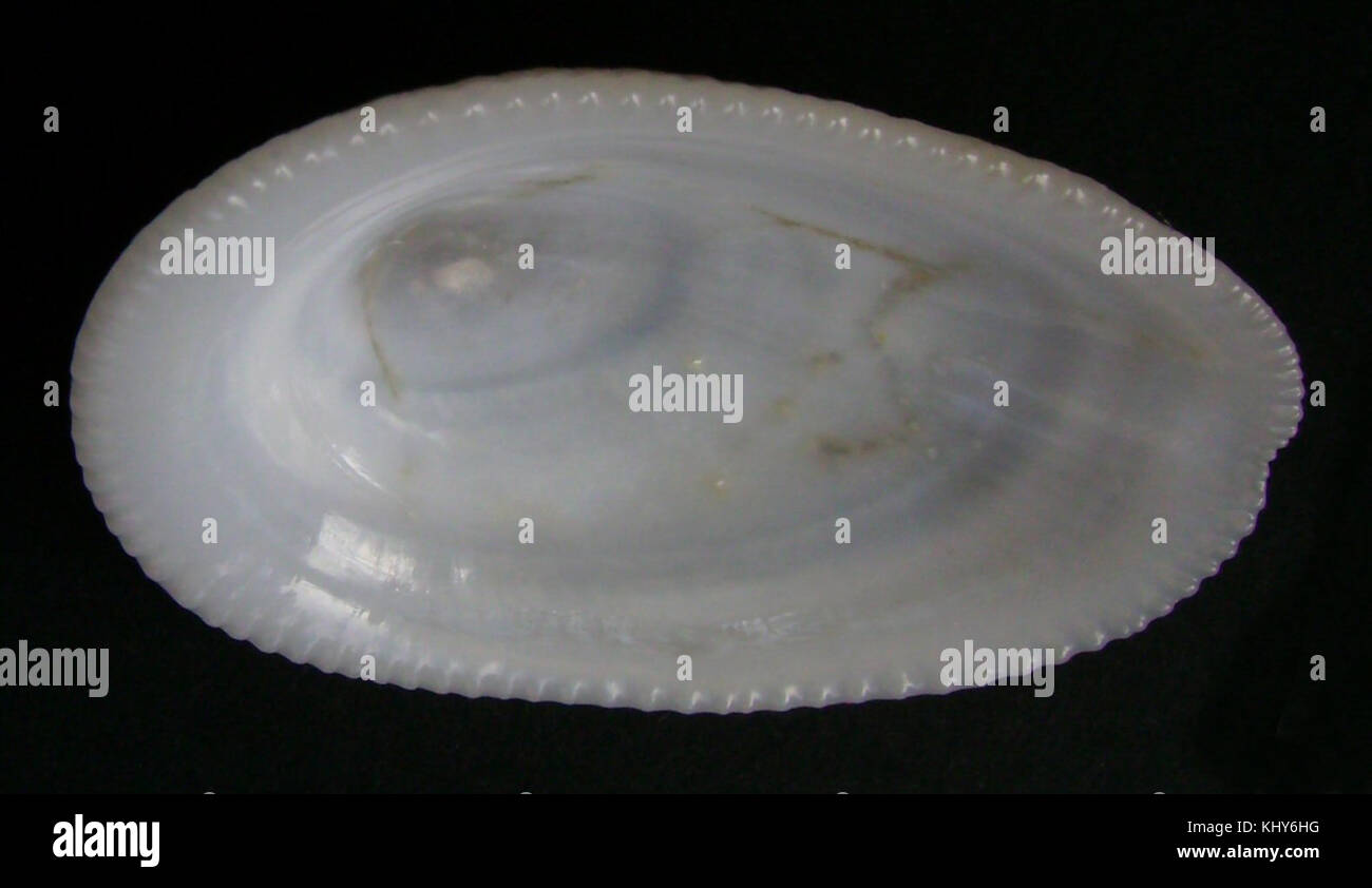 Tugali elegans (inside Stock Photo - Alamy