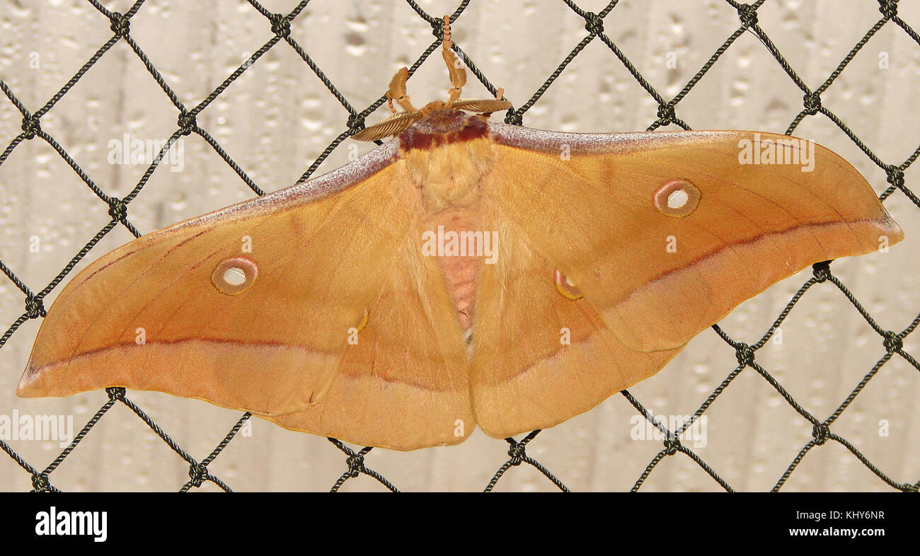 Antheraea pernyi hi-res stock photography and images - Alamy