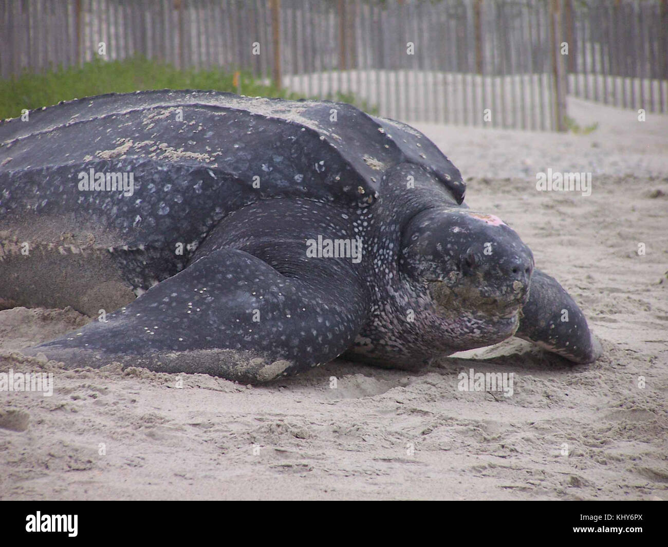 Dermochelys coriacea leatherback turtle Stock Photo - Alamy