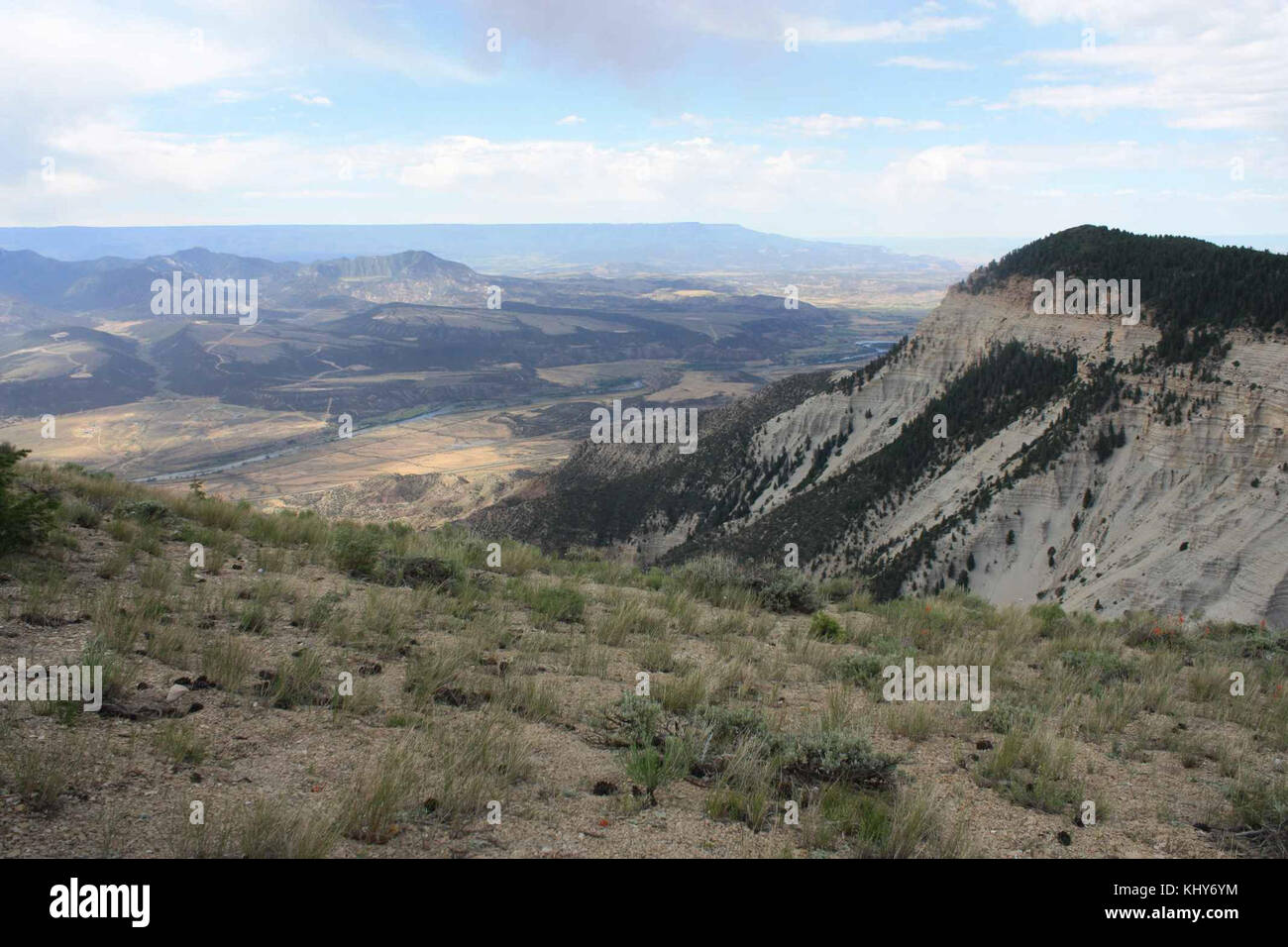 This photograph showcases desert plants thriving in their natural ...