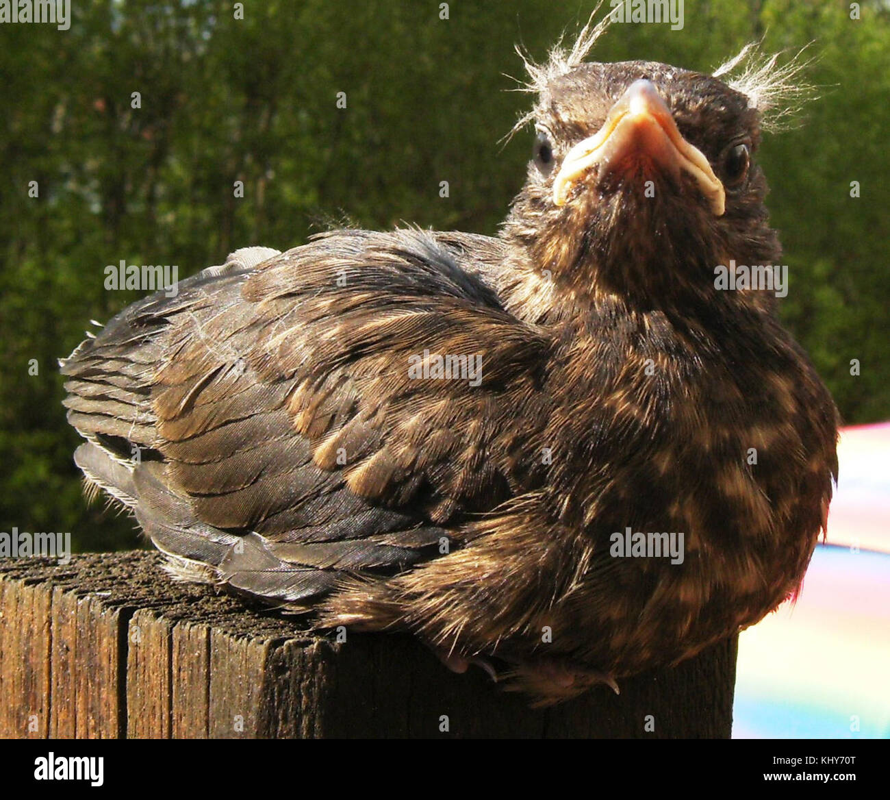 Amselbaby hi-res stock photography and images - Alamy