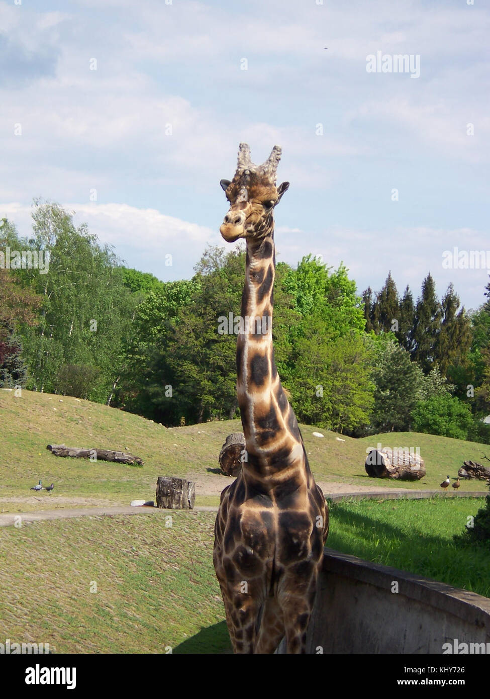 Zyrafa hi-res stock photography and images - Alamy