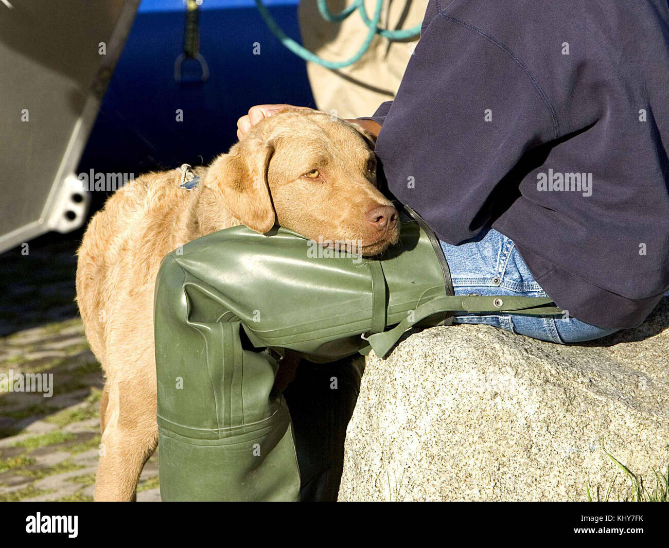 Dog accompanies his master Stock Photo - Alamy