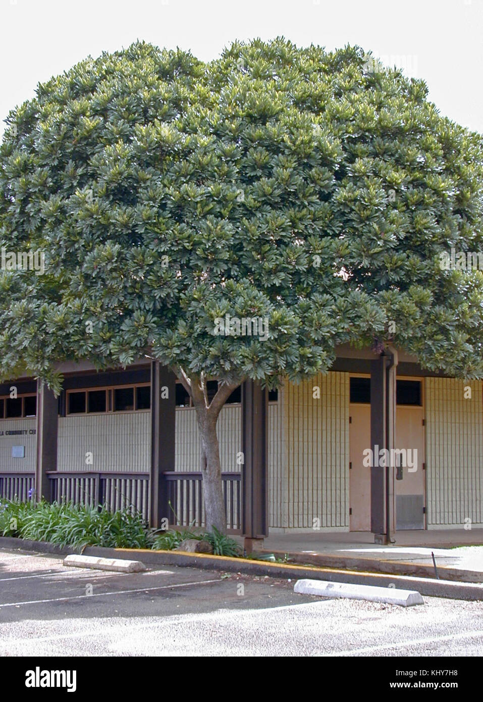 Filicium decipiens - Fern tree Stock Photo - Alamy