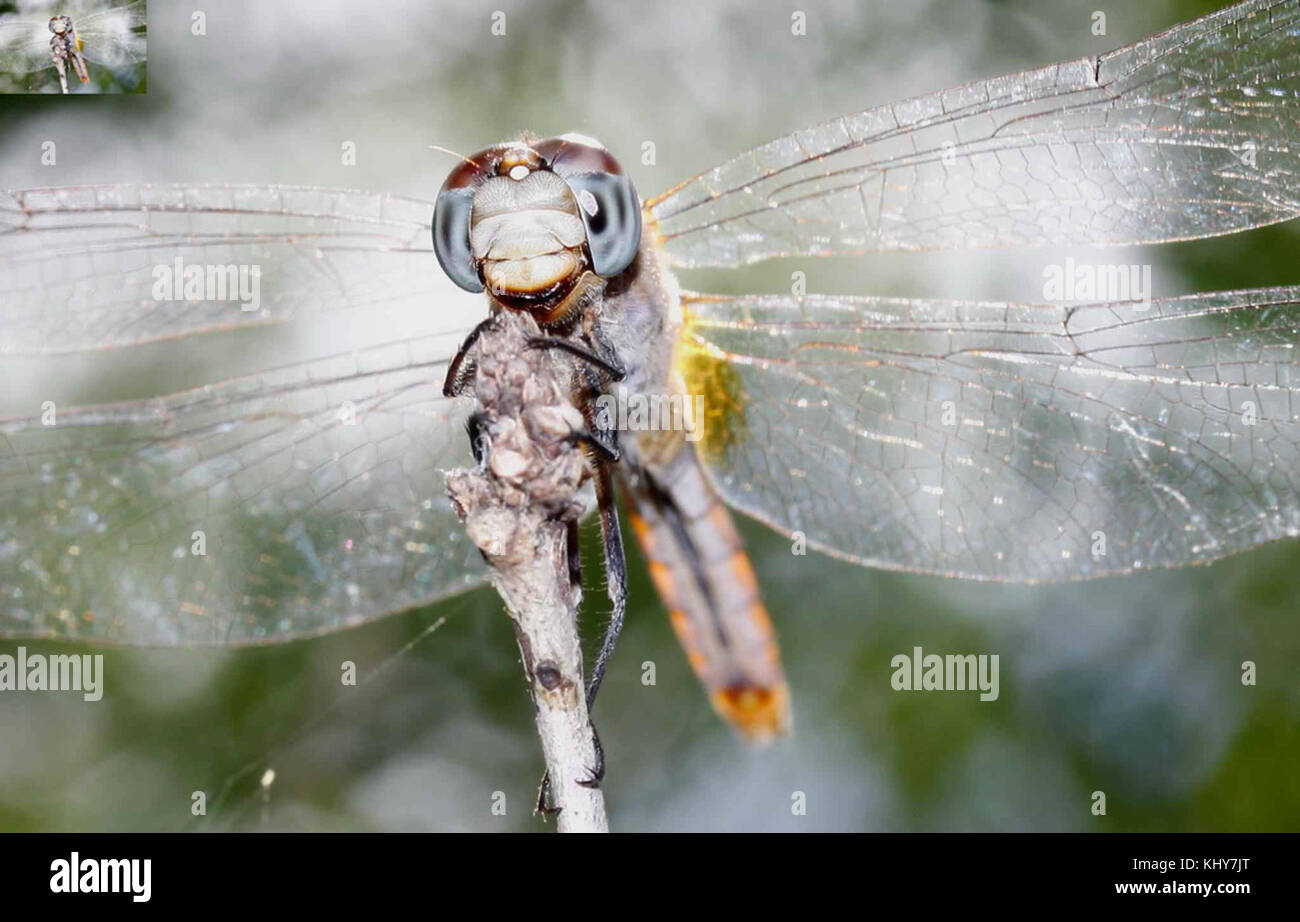 Dragonfly anatomy hi-res stock photography and images - Alamy