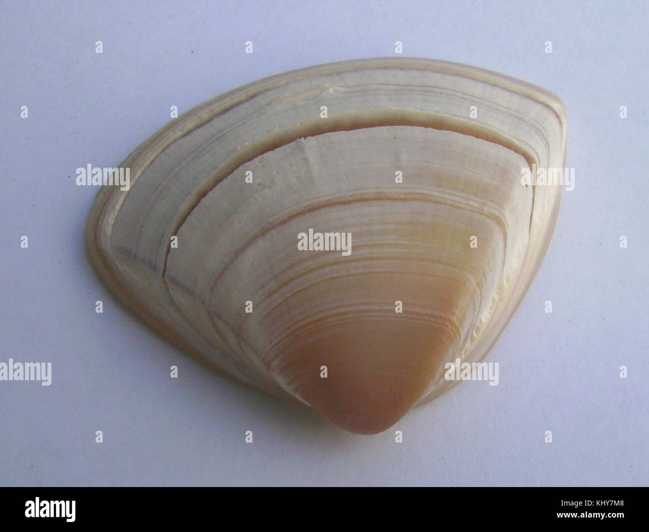 Spisula aequilatera (triangle shell Stock Photo - Alamy