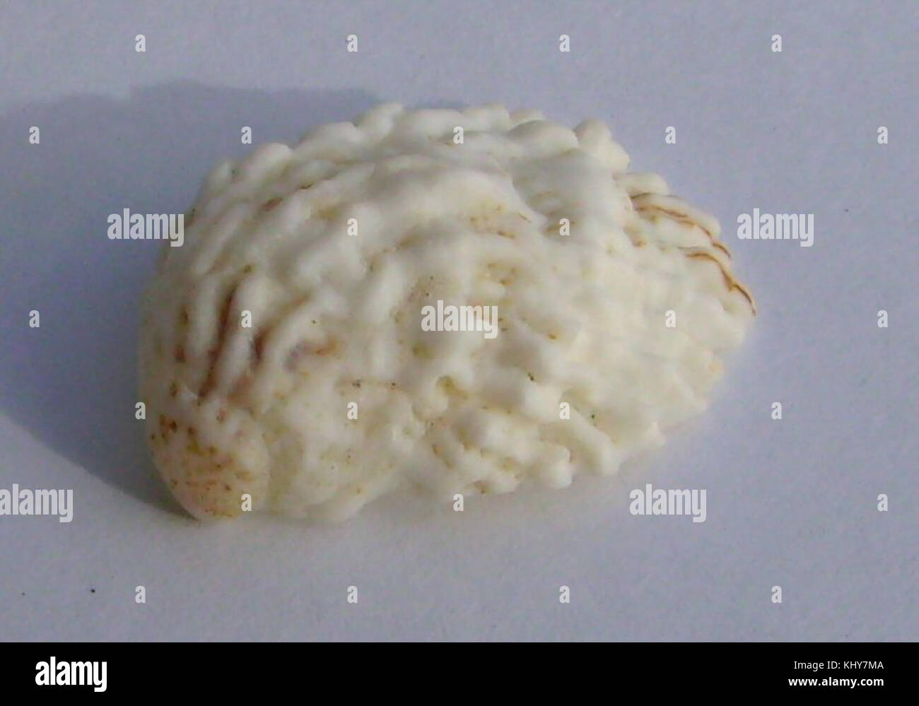 Maoricrypta costata hi-res stock photography and images - Alamy