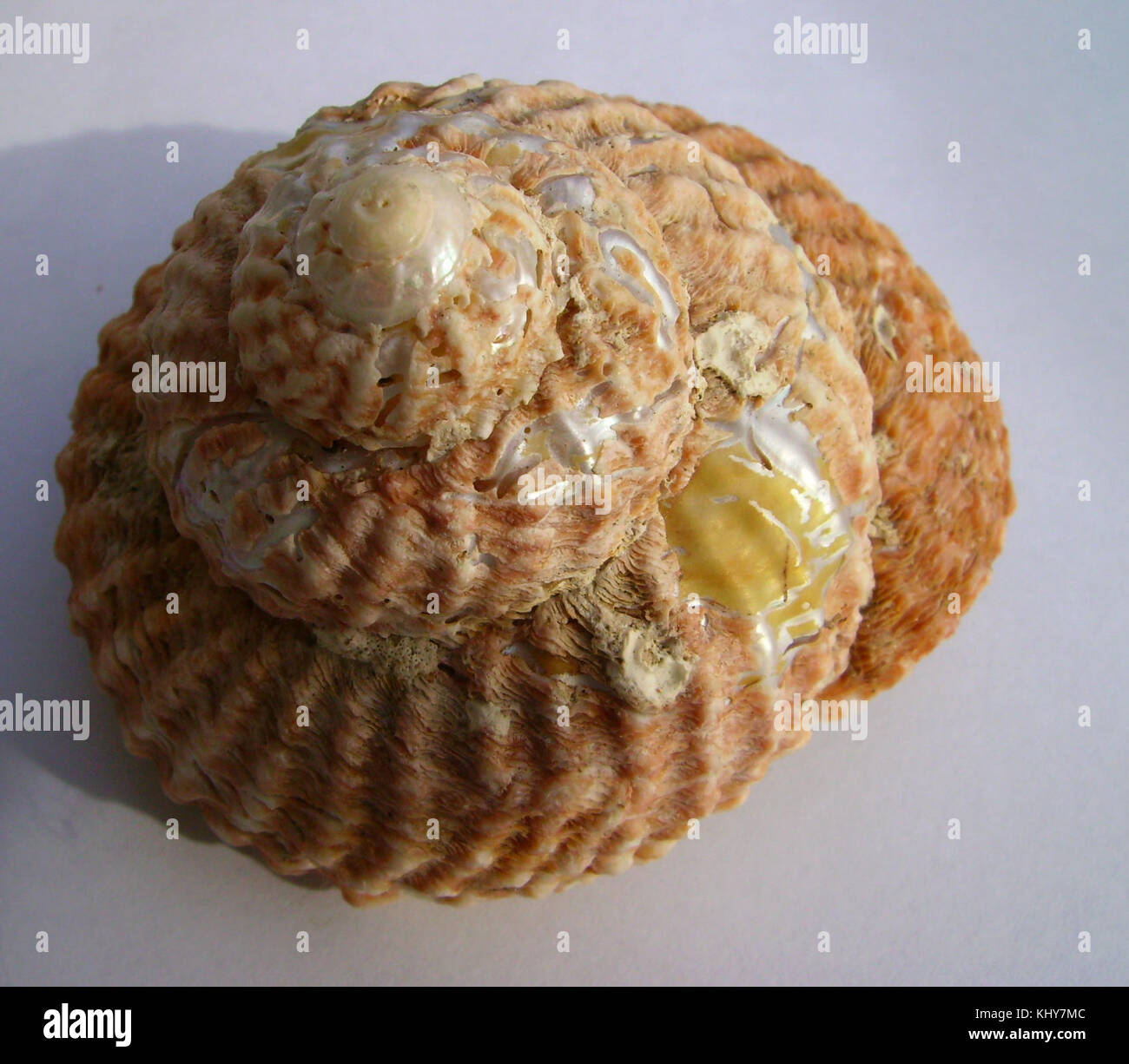 Cookia sulcata (Cook's turban) Catlins Stock Photo - Alamy