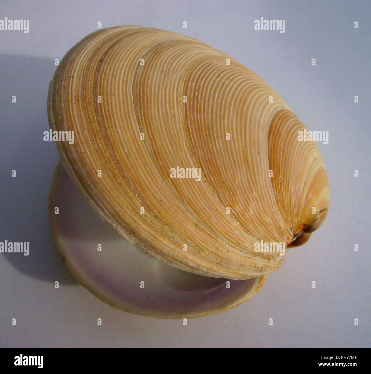 Dosinia anus (ringed dosinia Stock Photo - Alamy