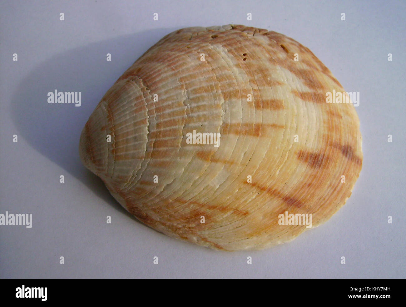 Laticostata hi-res stock photography and images - Alamy