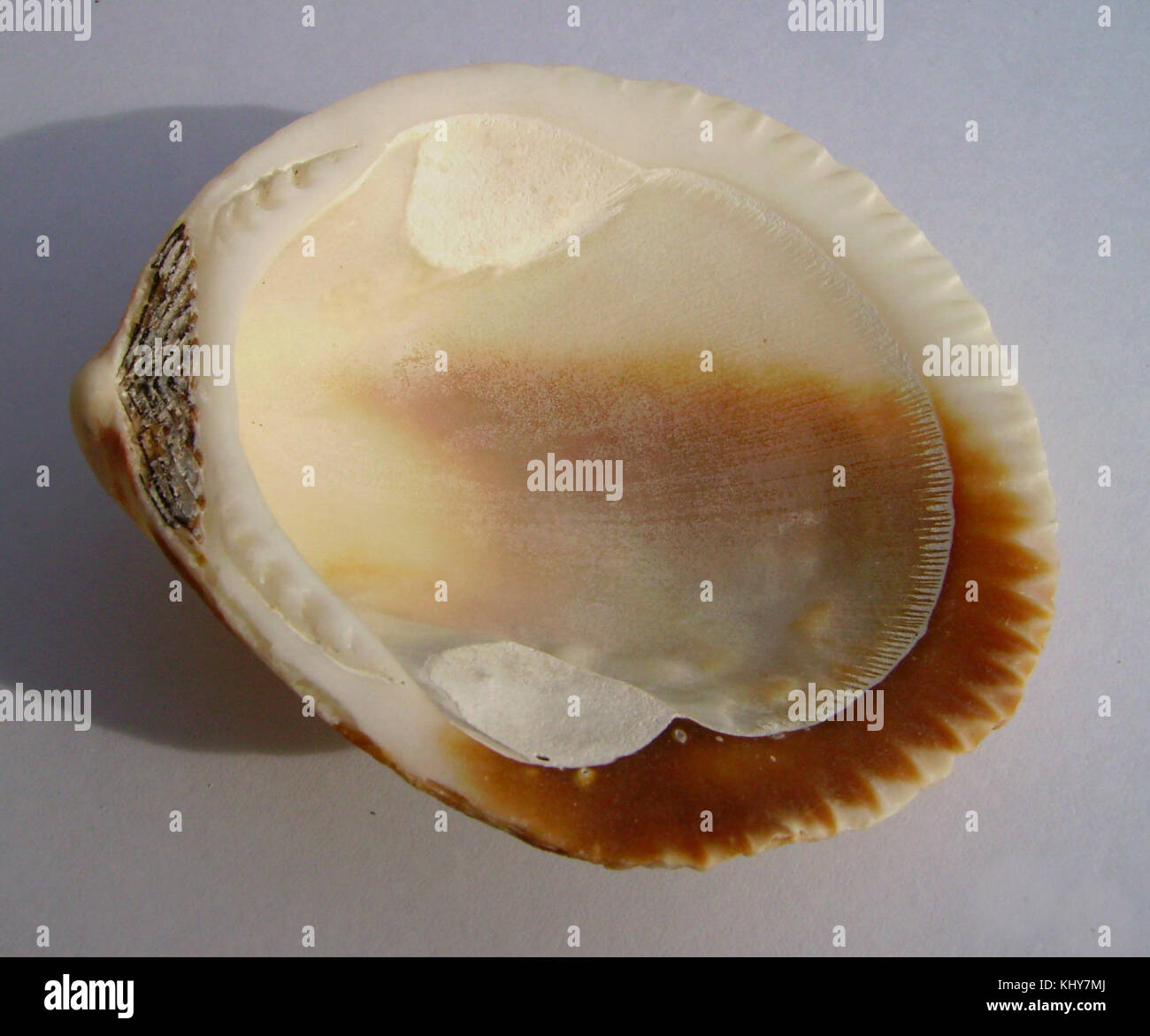 Dog cockle hi-res stock photography and images - Alamy