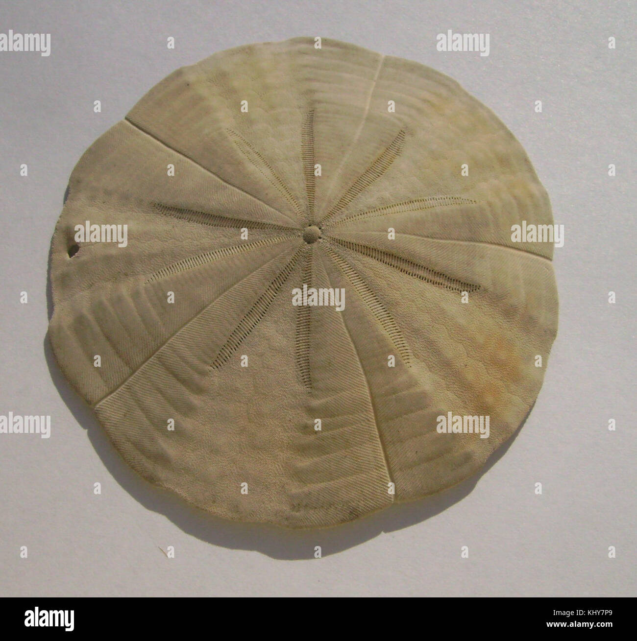 Snapper biscuit hi-res stock photography and images - Alamy