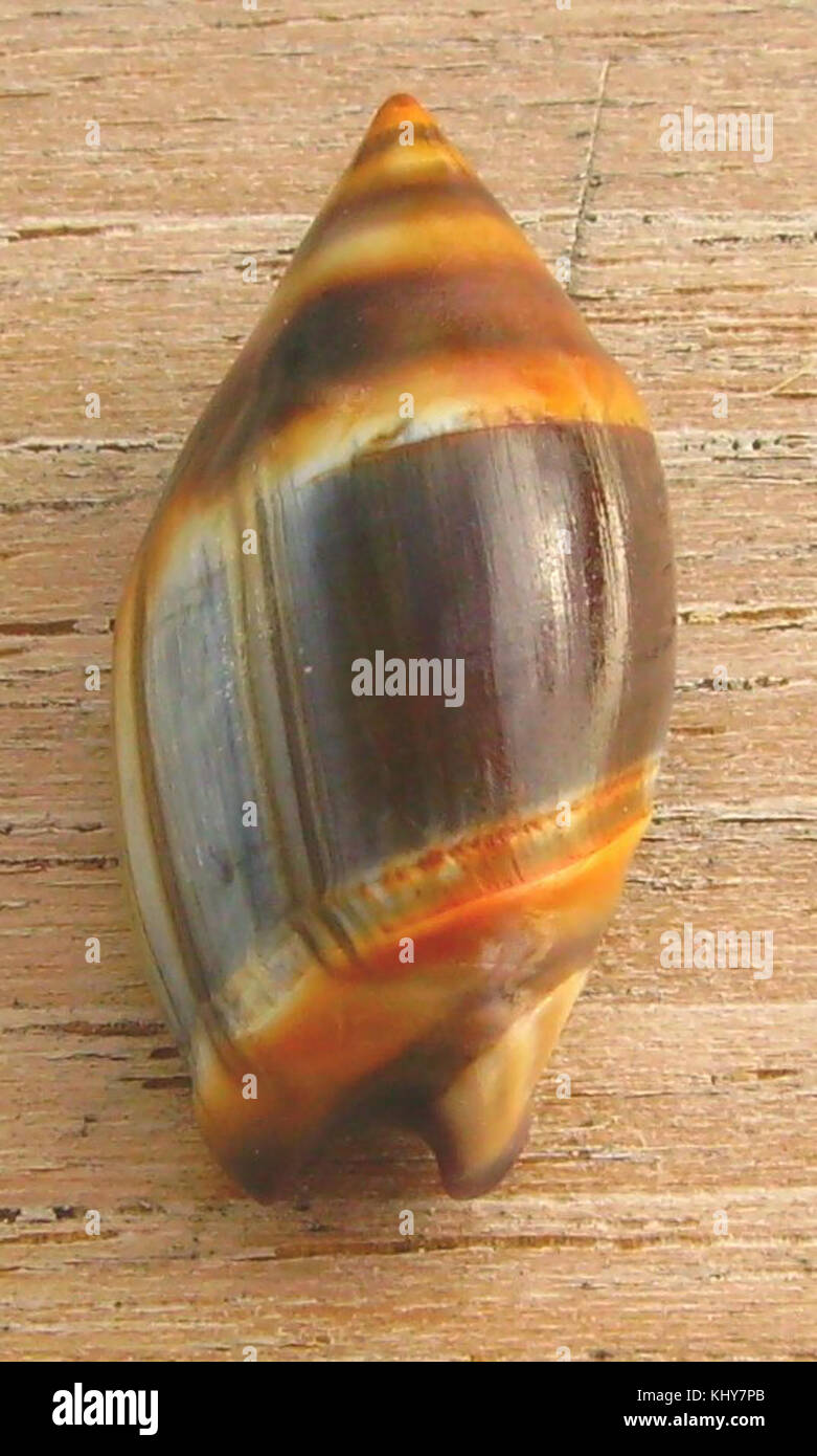 Amalda australis hi-res stock photography and images - Alamy