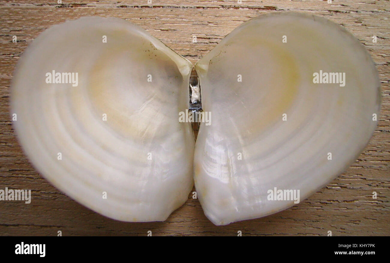 Shell inside hi-res stock photography and images - Alamy