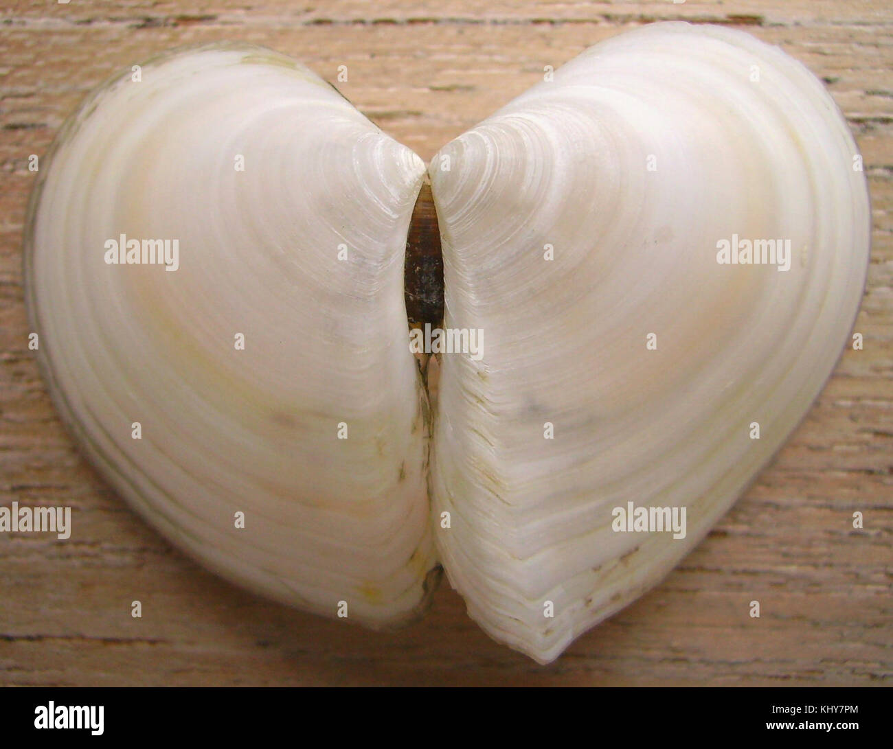 Wedge shell hi-res stock photography and images - Alamy