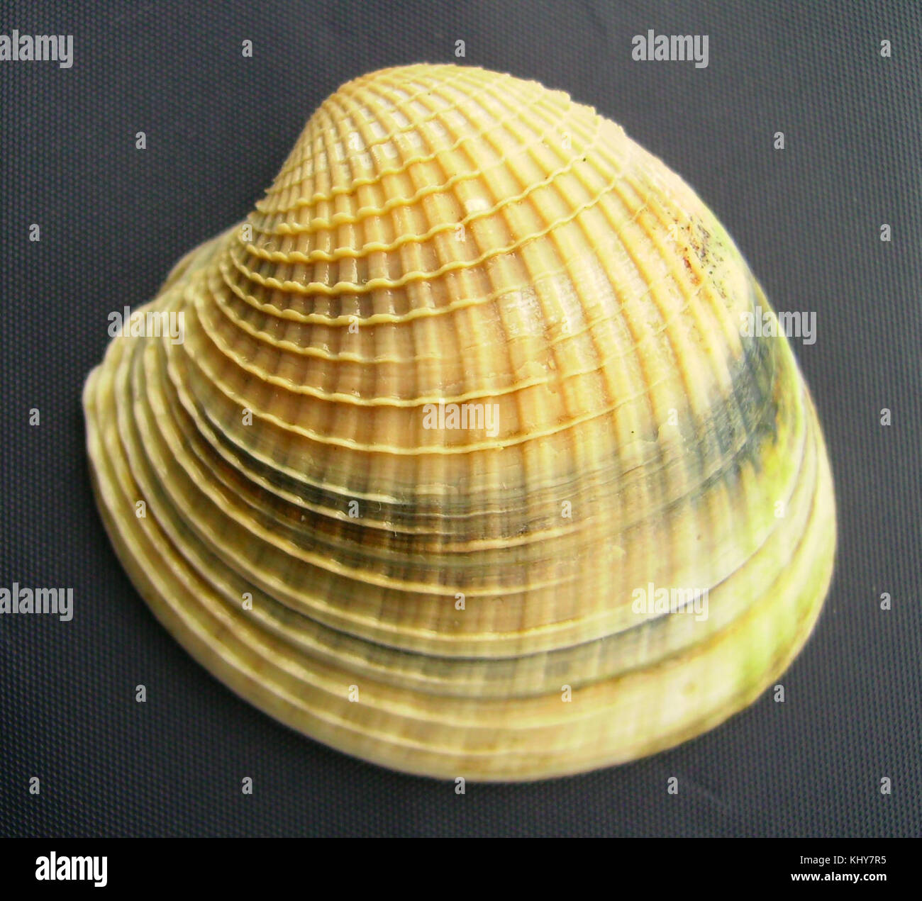 Austrovenus hi-res stock photography and images - Alamy