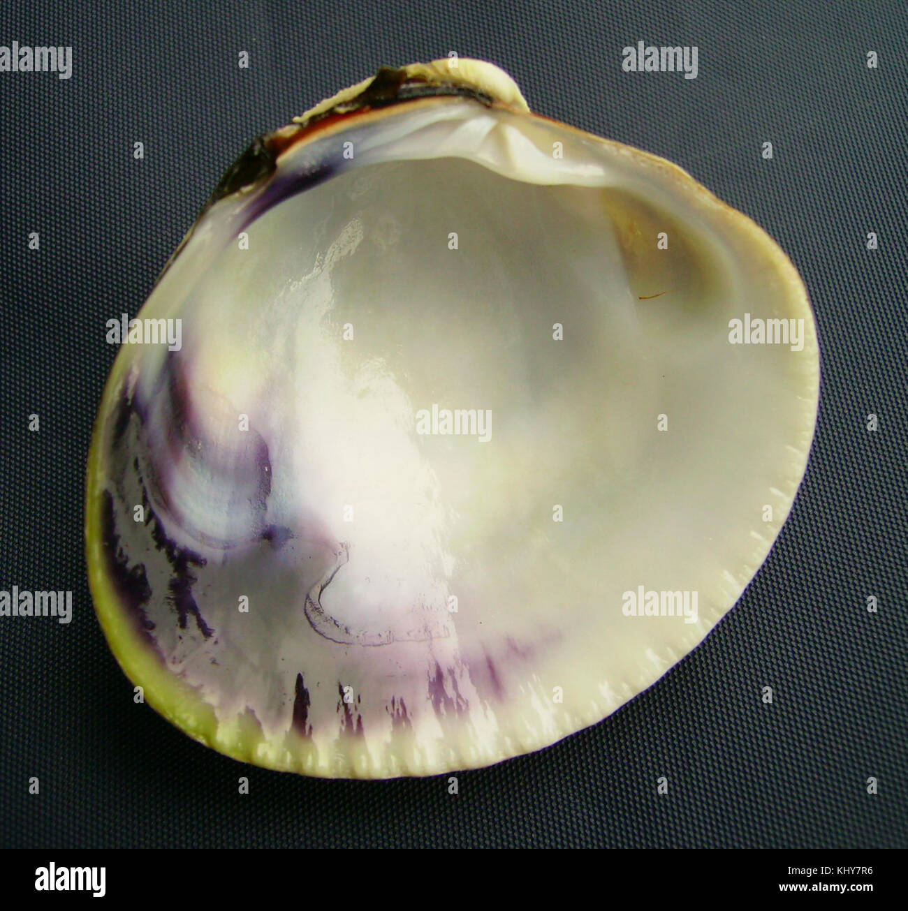 Austrovenus hi-res stock photography and images - Alamy