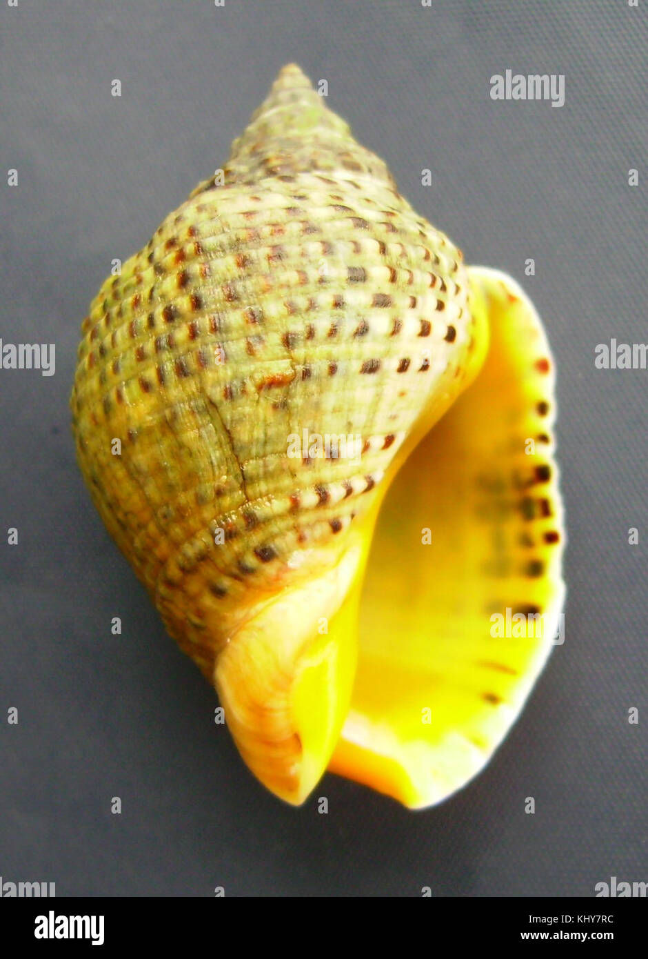 Cominella adspersa (speckled whelk) underside Stock Photo - Alamy