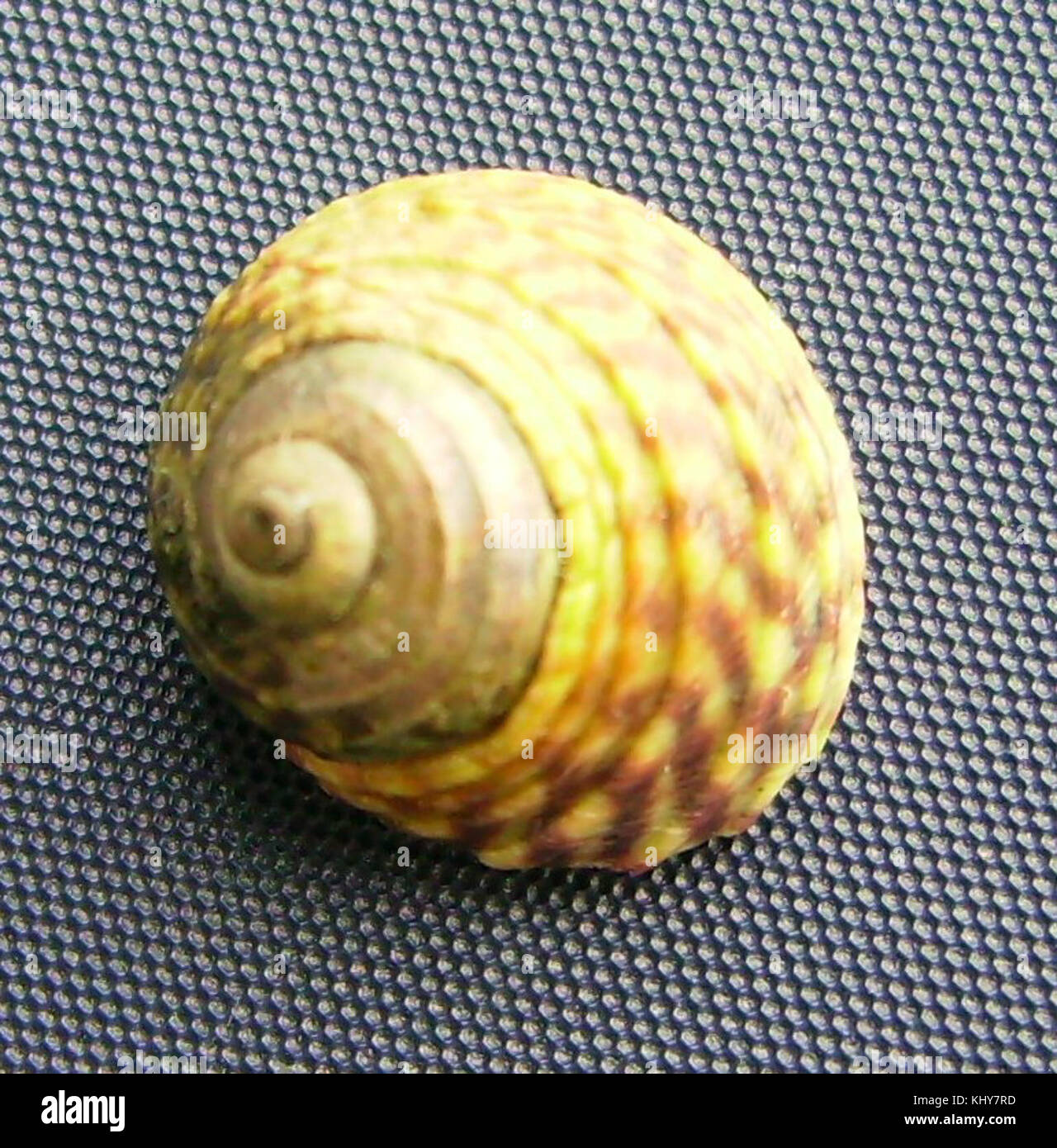 Diloma subrostrata subrostrata Stock Photo - Alamy