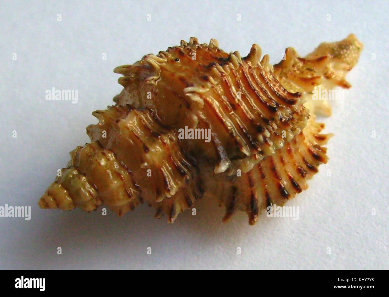 Muricopsis hi-res stock photography and images - Alamy