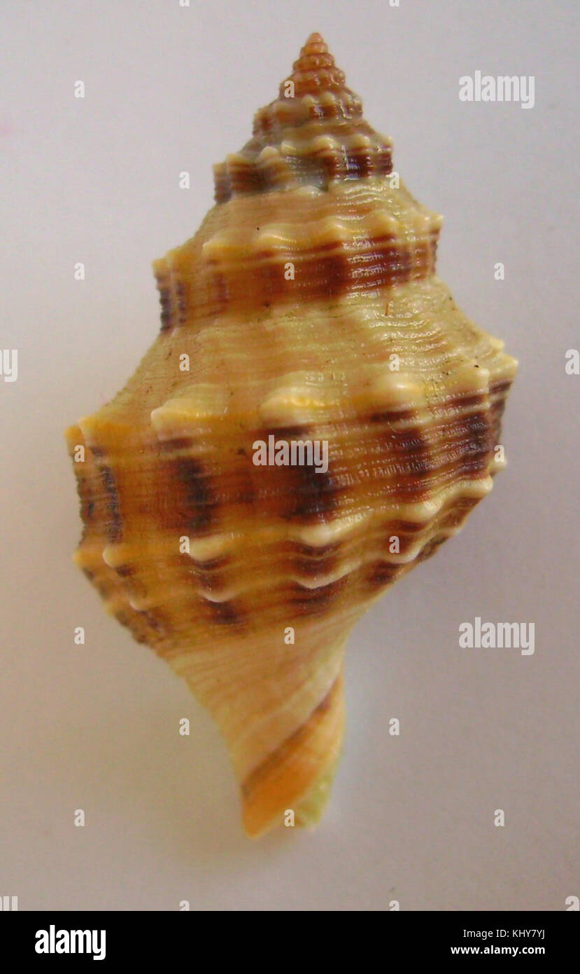 Glans hi-res stock photography and images - Alamy