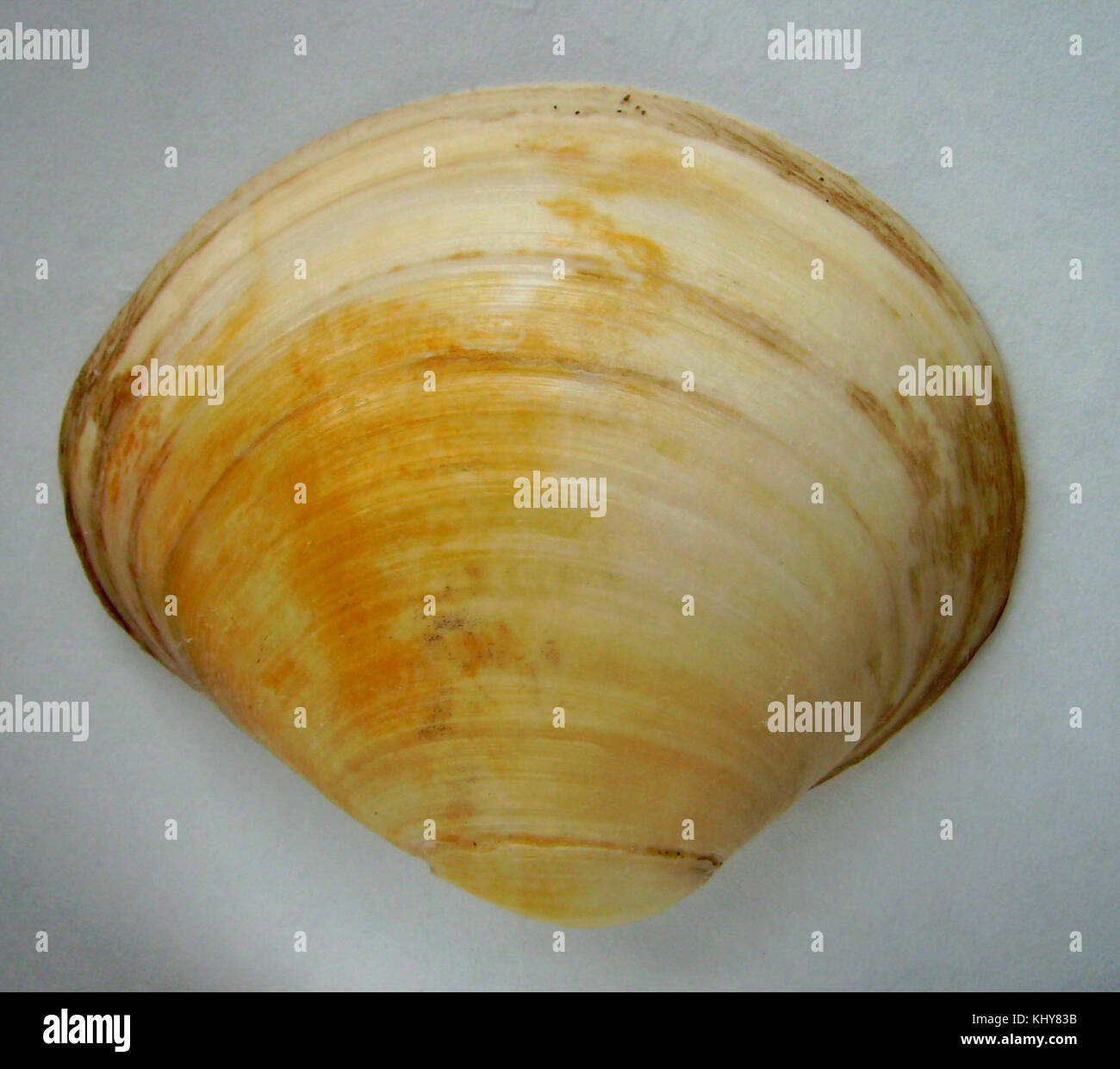 Mactra hi-res stock photography and images - Alamy