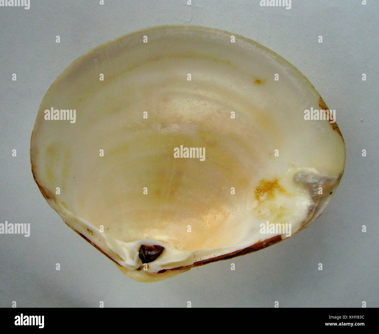 Mactra hi-res stock photography and images - Alamy