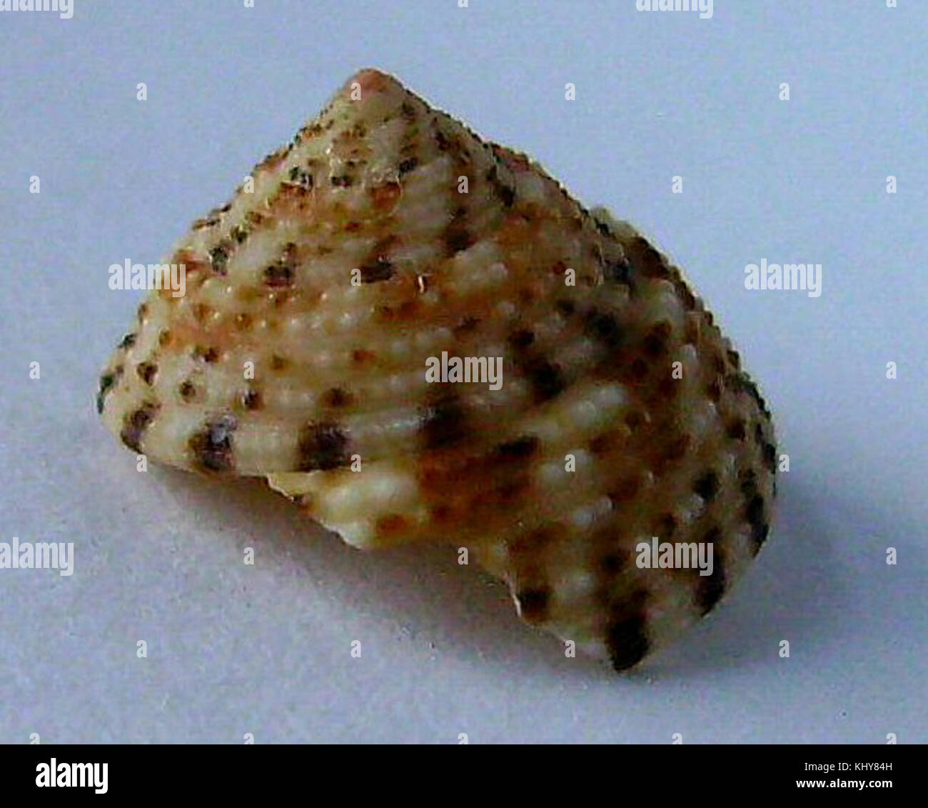 Trochus hi-res stock photography and images - Alamy