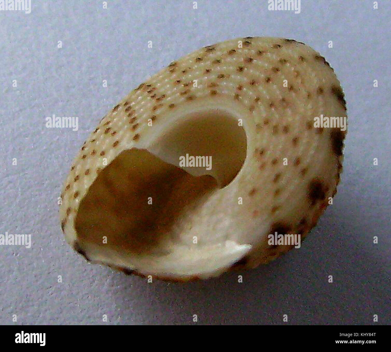 Underside depicts hi-res stock photography and images - Alamy