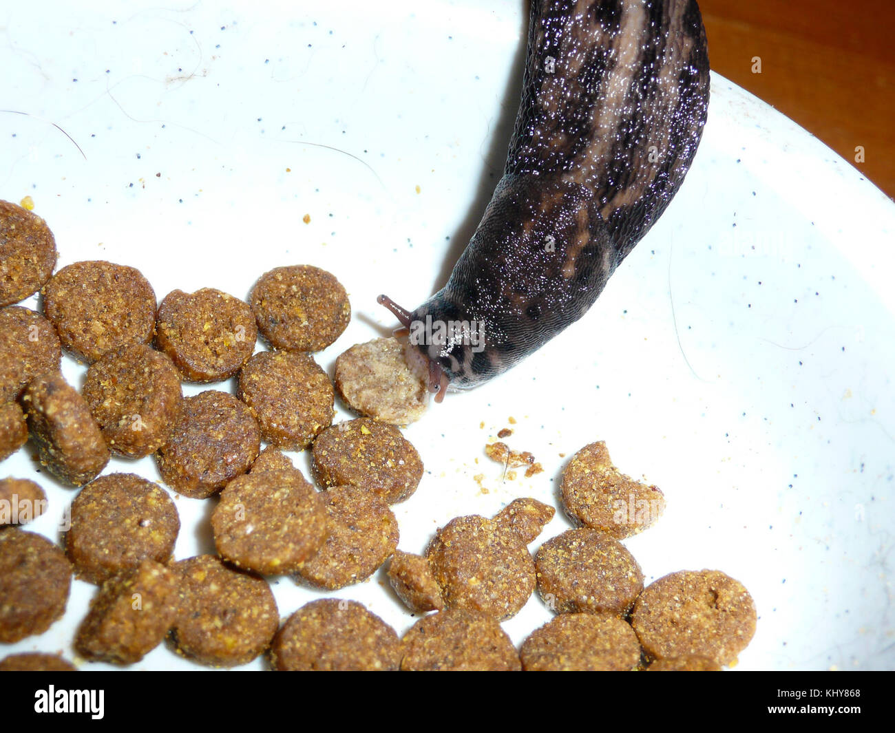 Slug eats cats chunks Stock Photo - Alamy