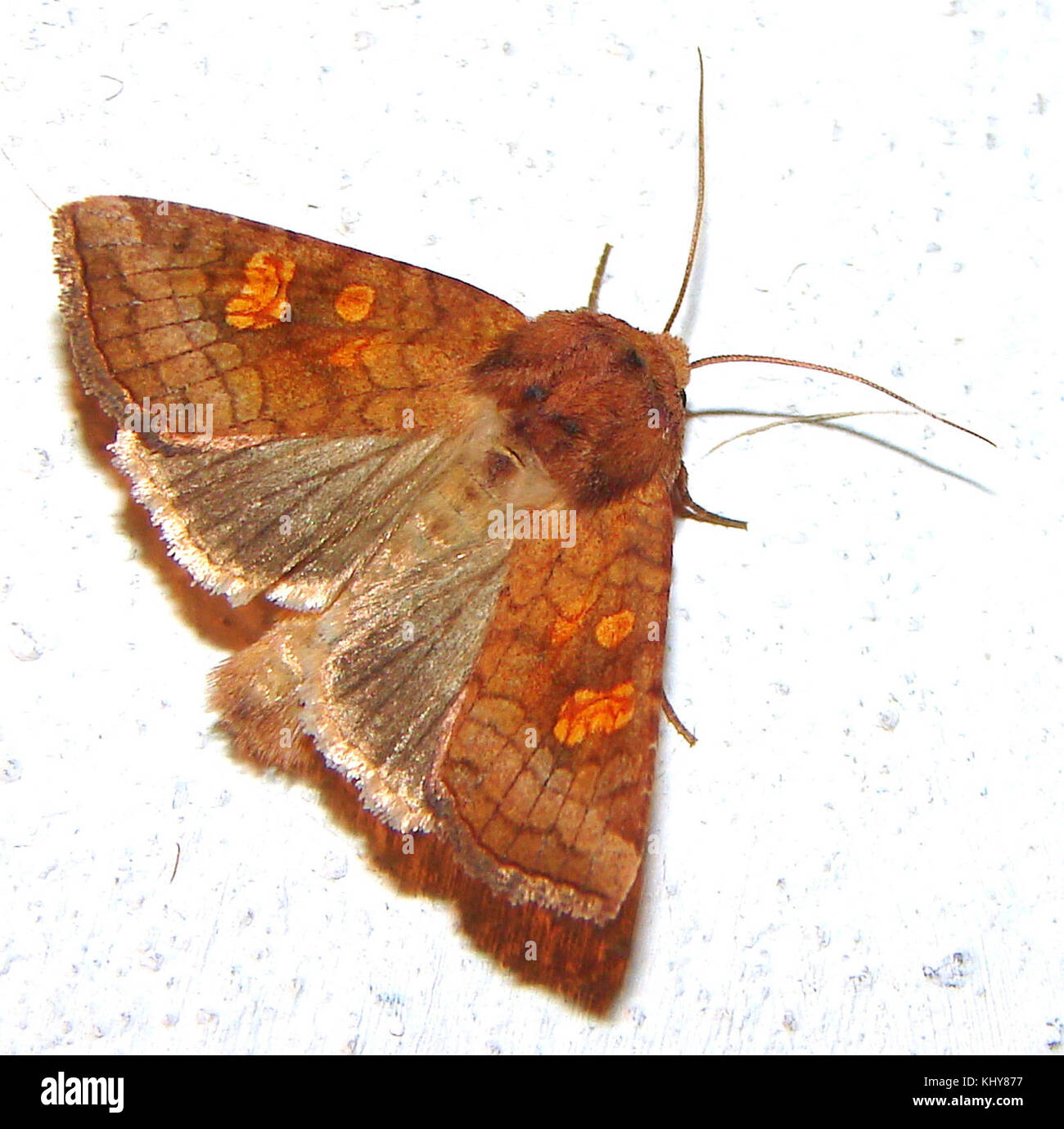 Lucens High Resolution Stock Photography and Images - Alamy
