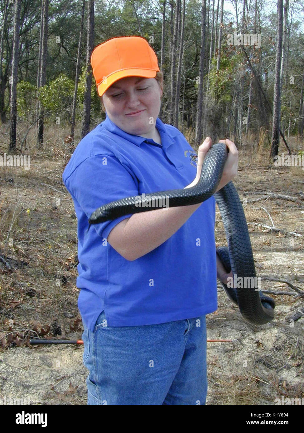Eastern indigo snake drymarchon couperi hi-res stock photography and ...