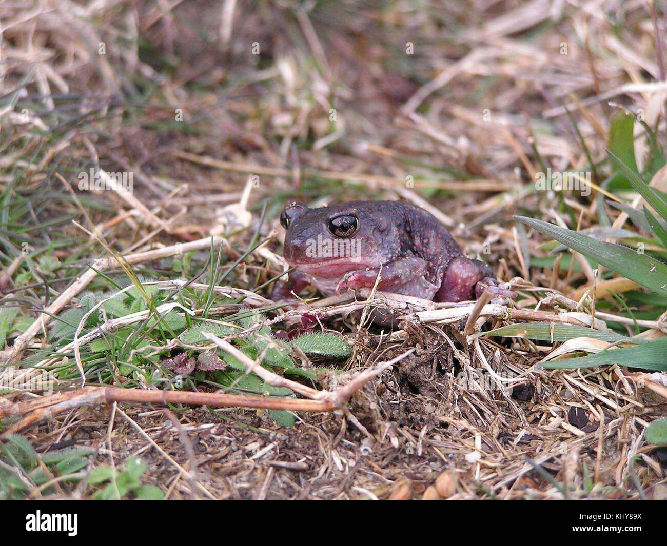 Eastern spadefoot toad frog Stock Photo - Alamy