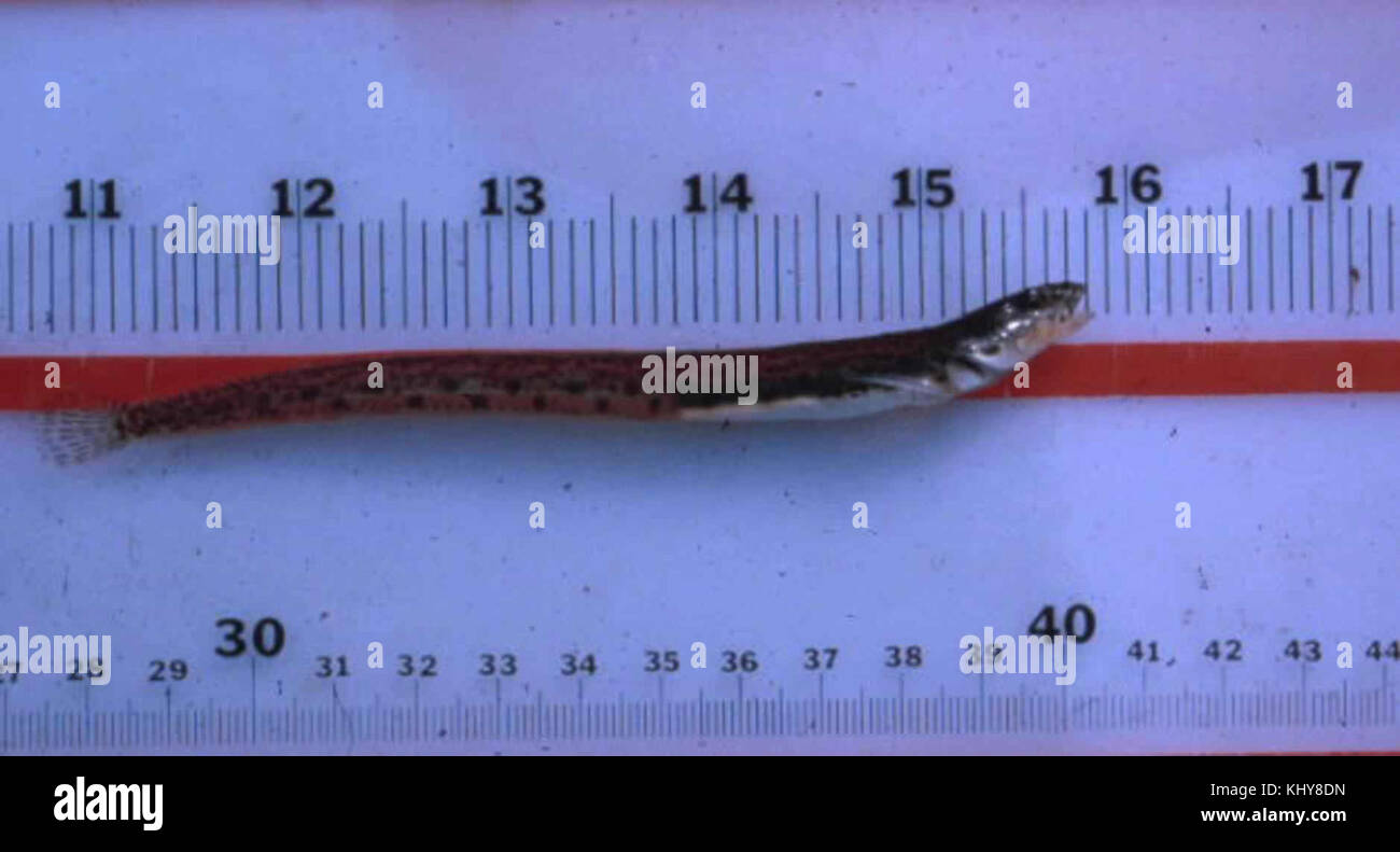 Eelpout fish hi-res stock photography and images - Alamy