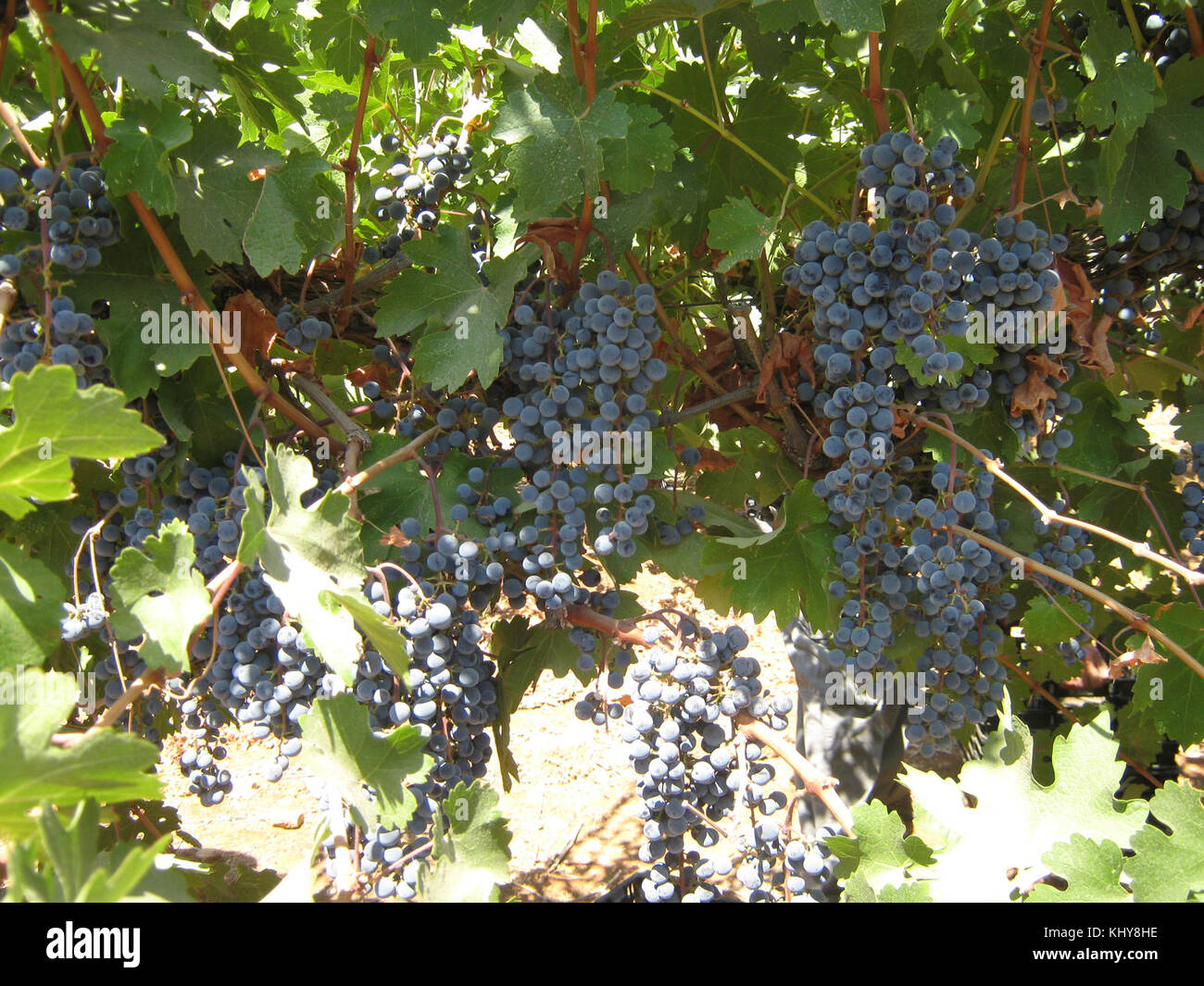 Israel 19841 Agriculture in Israel Stock Photo - Alamy