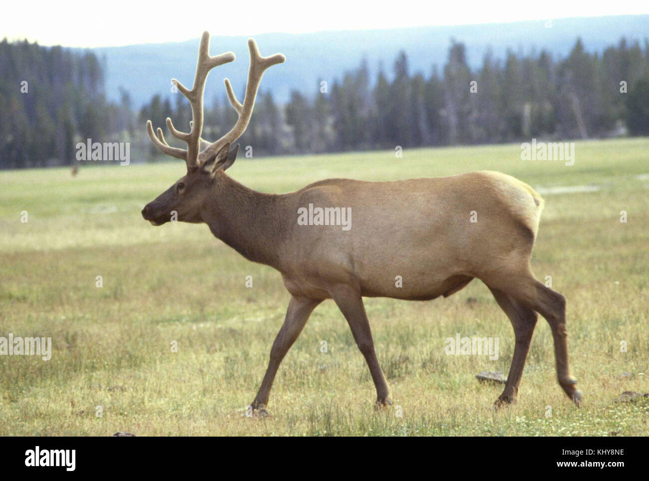 Elk male with antlers Stock Photo - Alamy