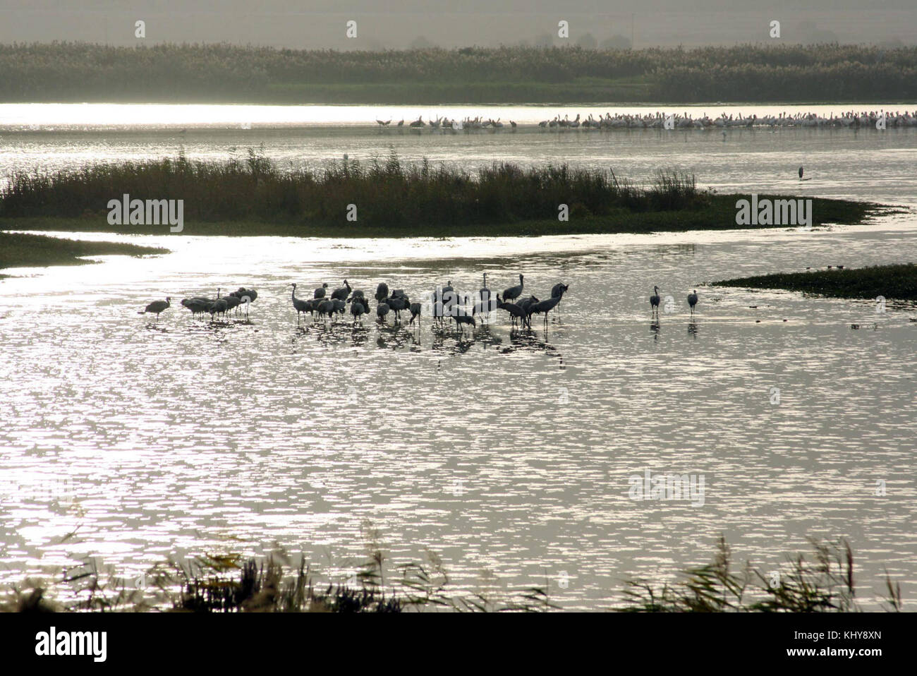 Israel 7262 agamon hahola Stock Photo - Alamy