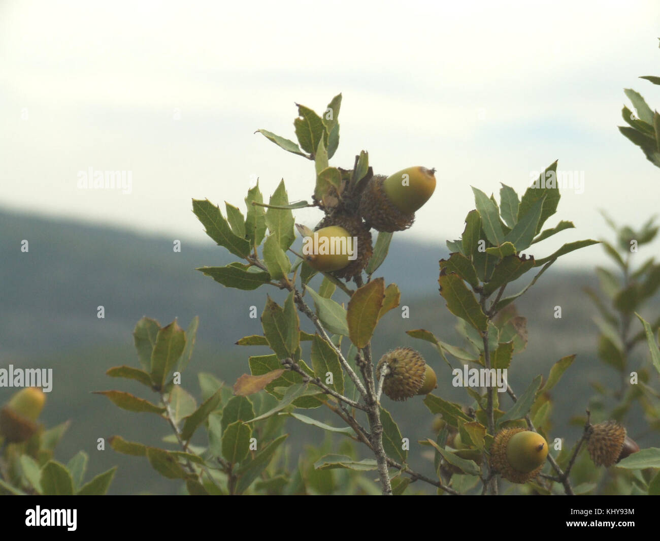 Israel 16336 Geography of Israel Stock Photo - Alamy