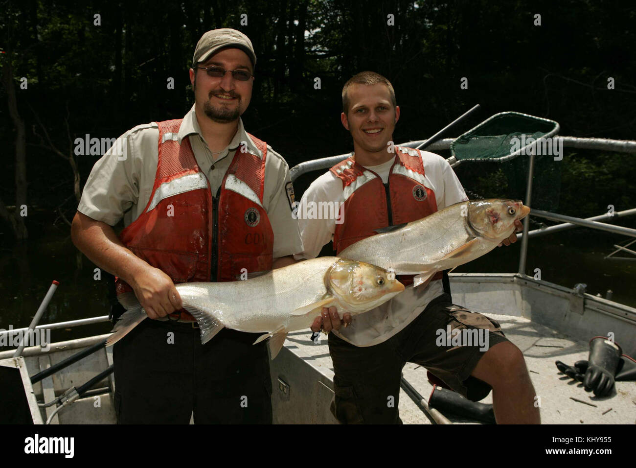 Employees hold an Asian carp fish Stock Photo - Alamy