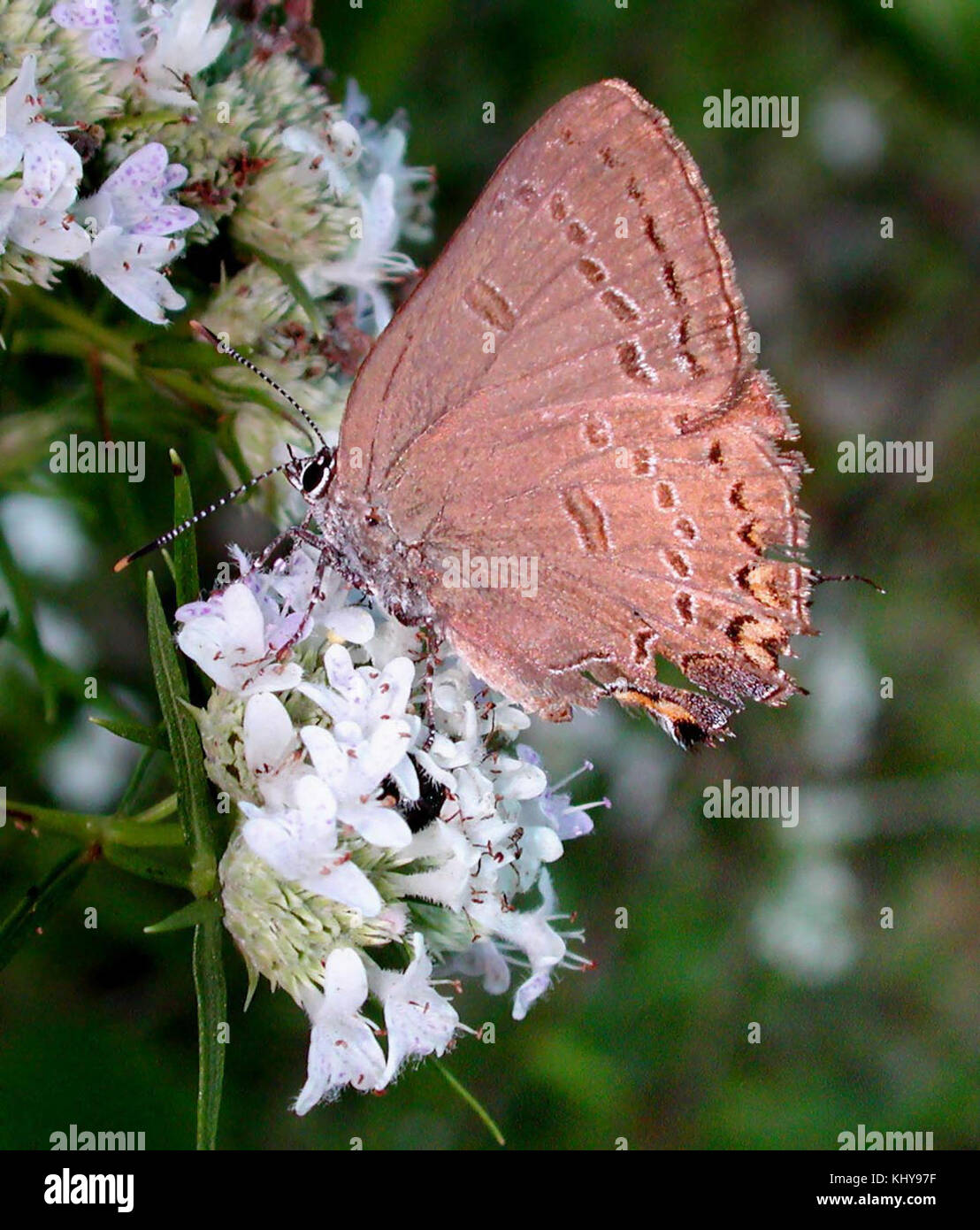 Satyrium edwardsii hi-res stock photography and images - Alamy