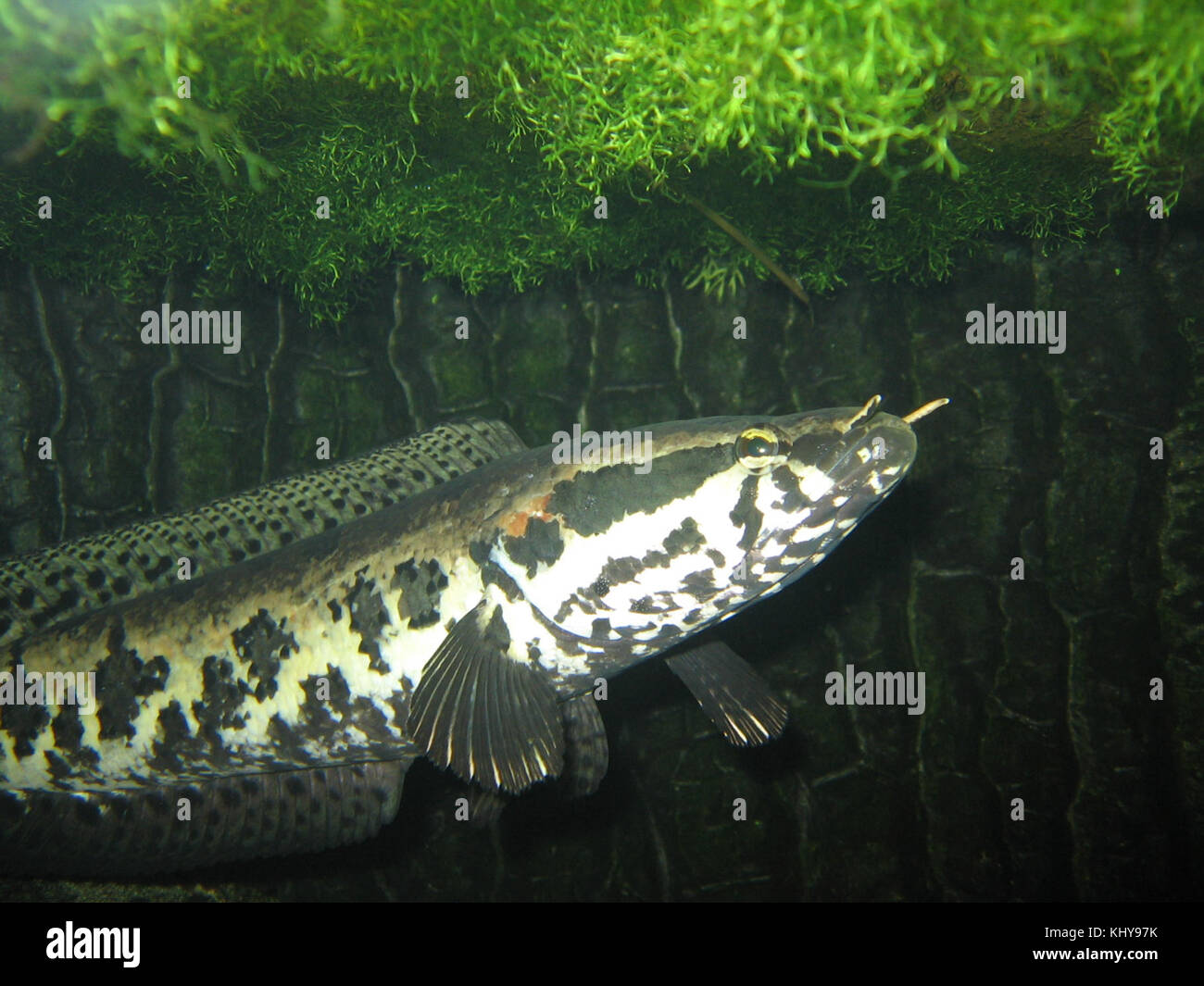 Channa asiatica hi-res stock photography and images - Alamy