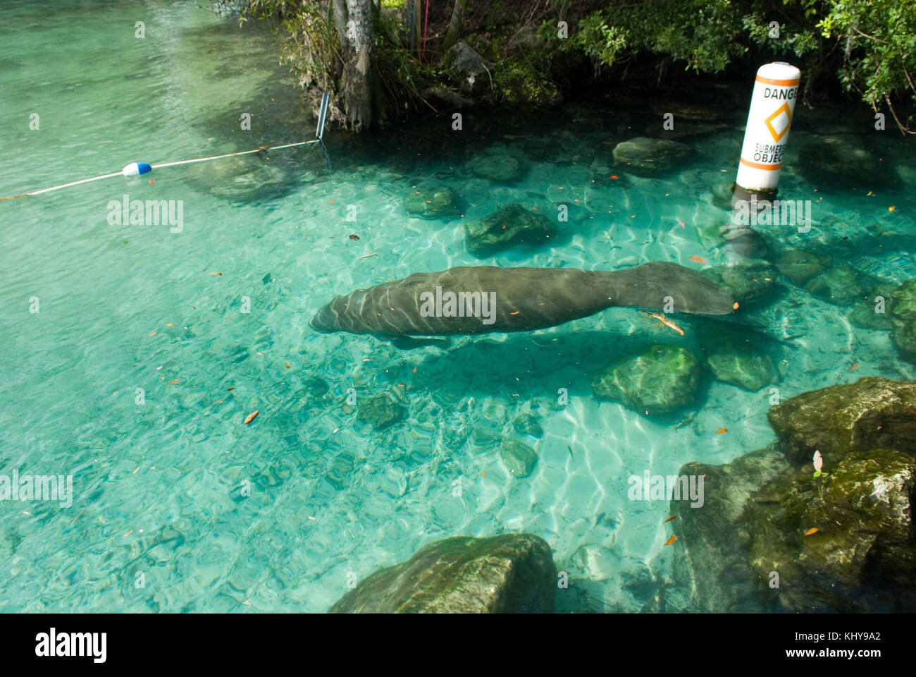 Endangered florida manatee Stock Photo - Alamy