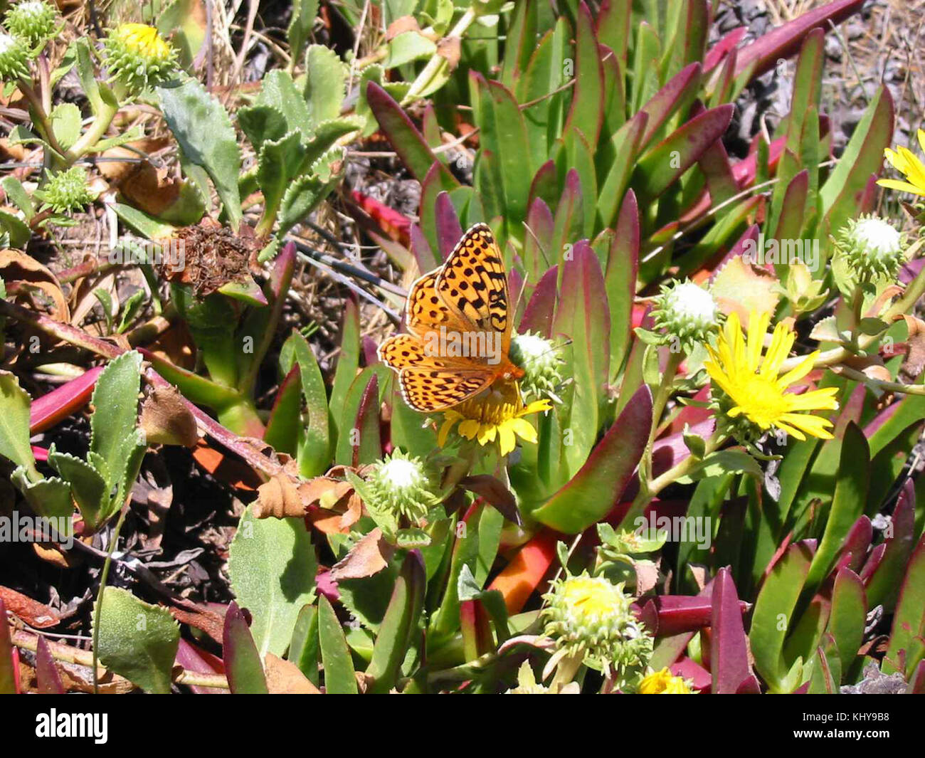 Endangered myrtle silverspot butterfly Stock Photo - Alamy