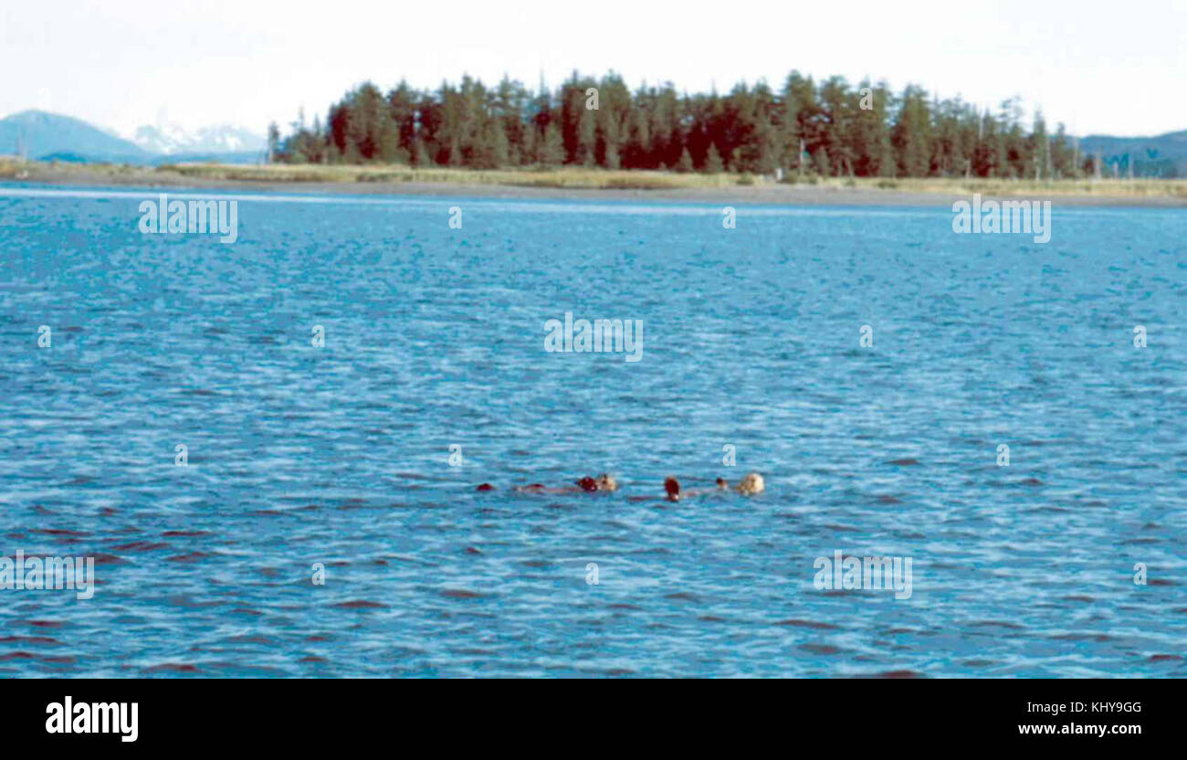 Sea otters seen on hi-res stock photography and images - Alamy