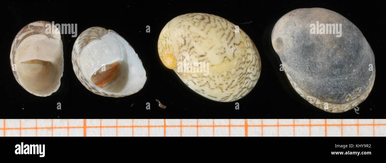 Theodoxus euxinus shell Stock Photo - Alamy