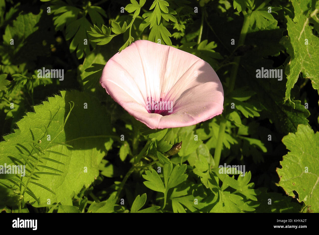 Israel 19575 Plants of Israel Stock Photo - Alamy