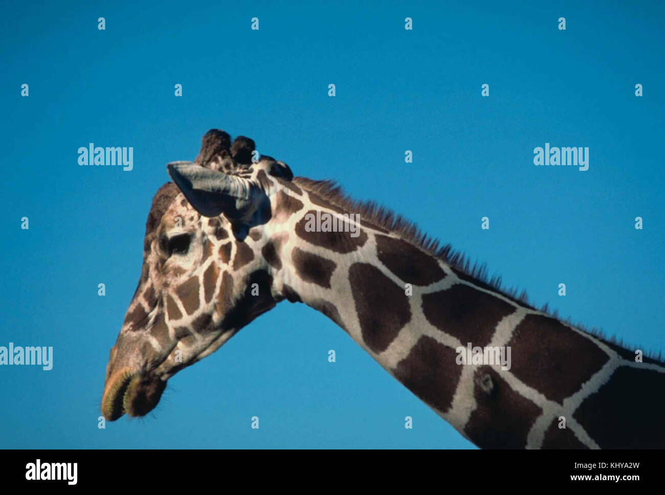 African mammal reticulated giraffe Stock Photo - Alamy